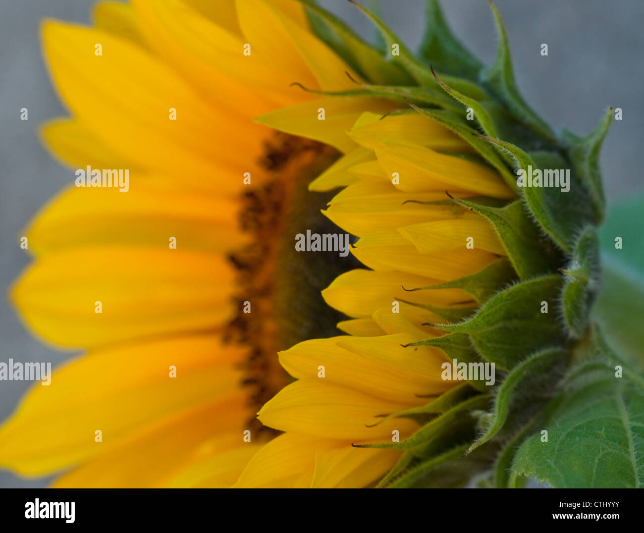 Bright cheery sunflower hi-res stock photography and images - Alamy