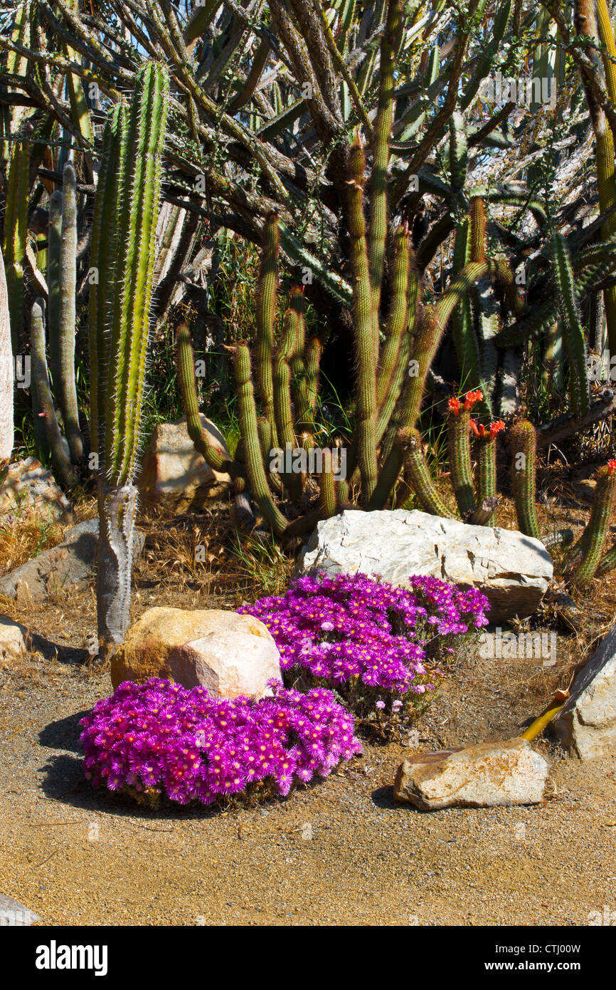 Colourful cactus flowers hi-res stock photography and images - Alamy