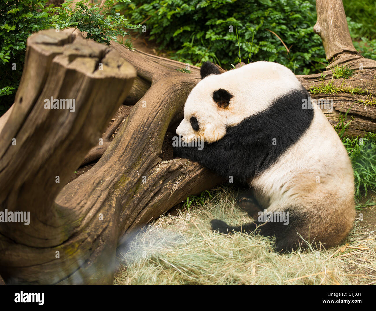 Panda panda hi-res stock photography and images - Alamy