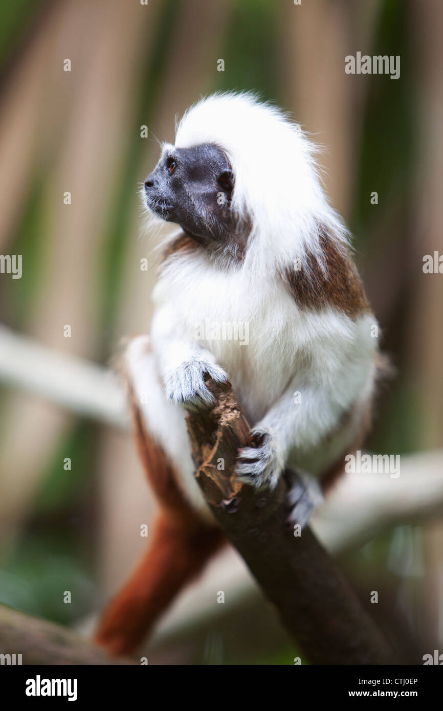 A Cotton-Top Tamarin Monkey (Saguinus Oedipus) At The Singapore Zoo ...