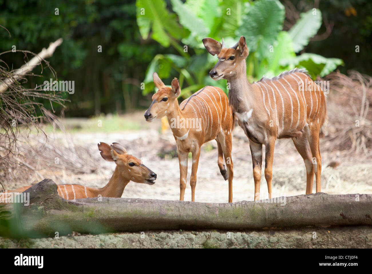 Nyala Antelope (Nyala Angasii) At The Singapore Zoo; Singapore Stock ...