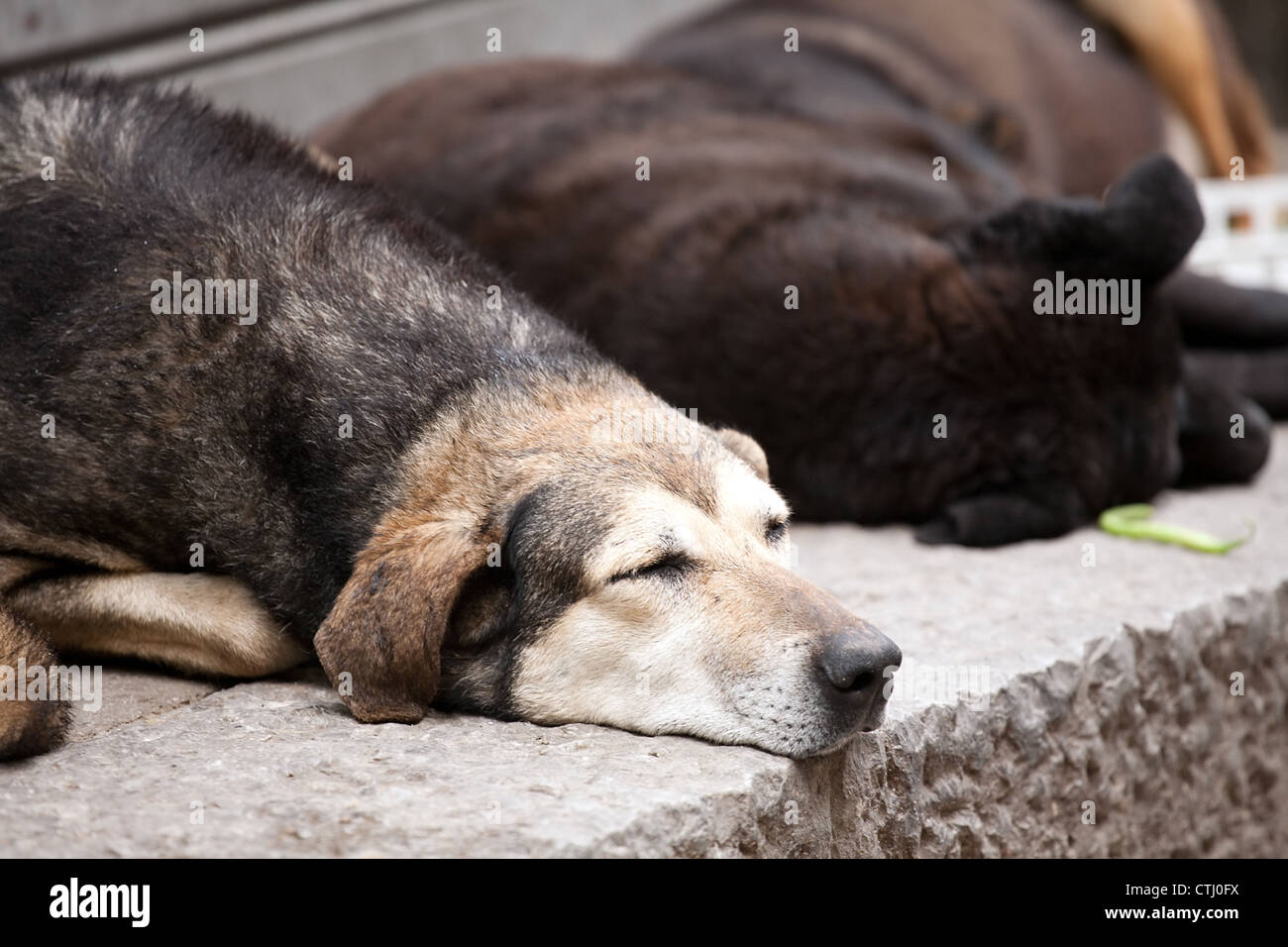 Dog lay on pavement hi-res stock photography and images - Alamy