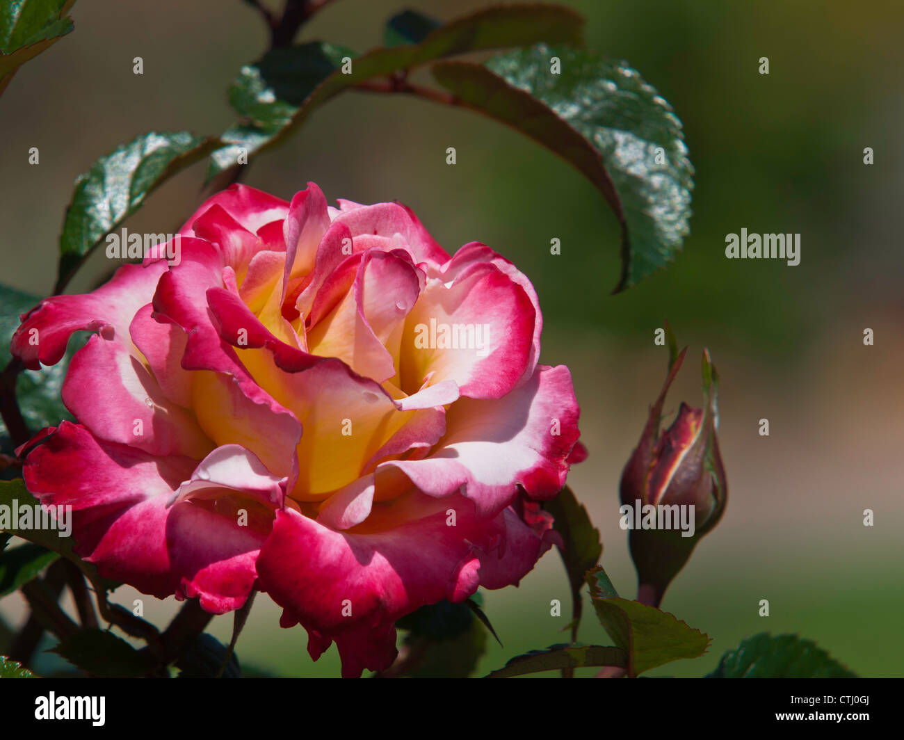Hybrid garden rose hi-res stock photography and images - Alamy