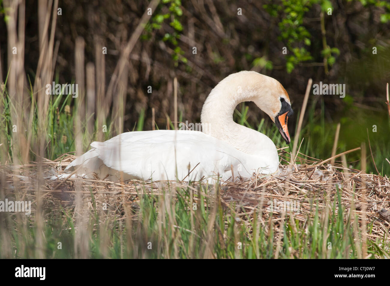 Cygus hi-res stock photography and images - Alamy