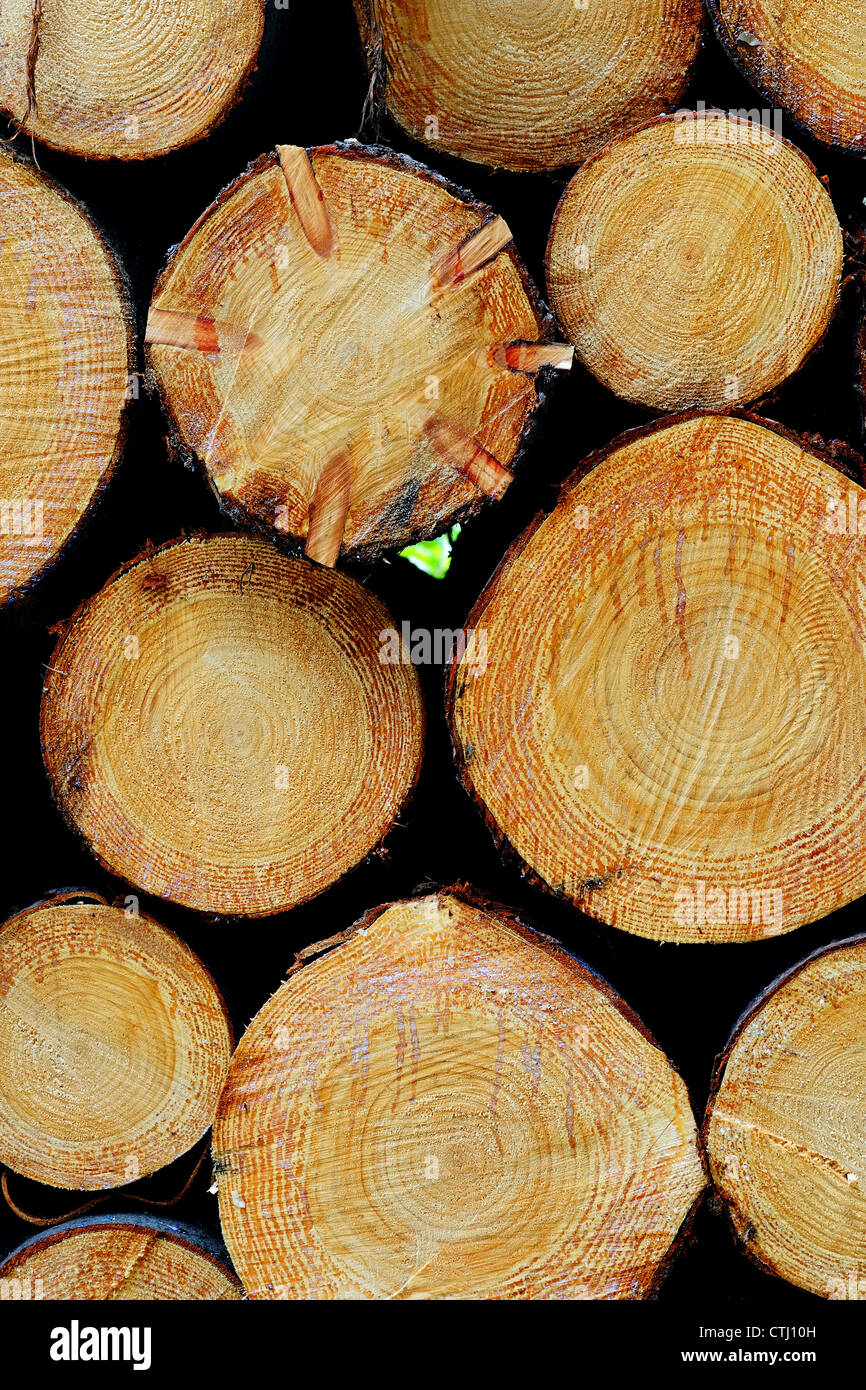 Star drop woods hi-res stock photography and images - Alamy