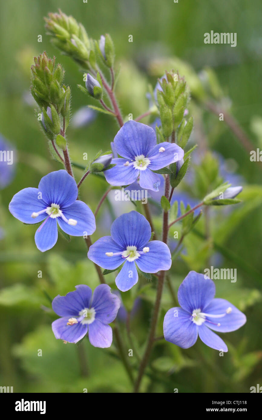 Wild, flowering germander speedwell (Veronica chamaedrys), in ...