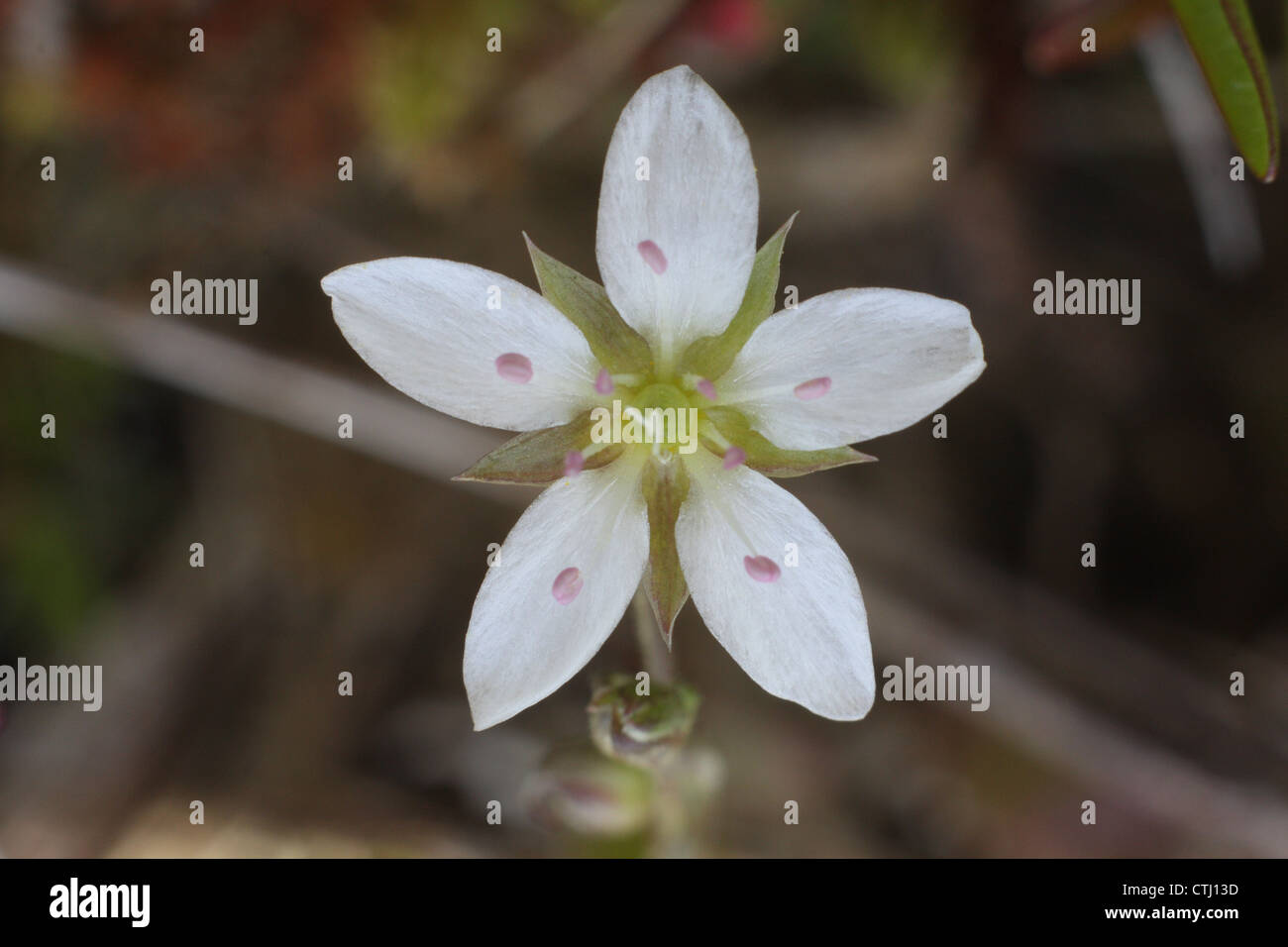 Wildflower lead tolerant plant uk hi-res stock photography and images ...