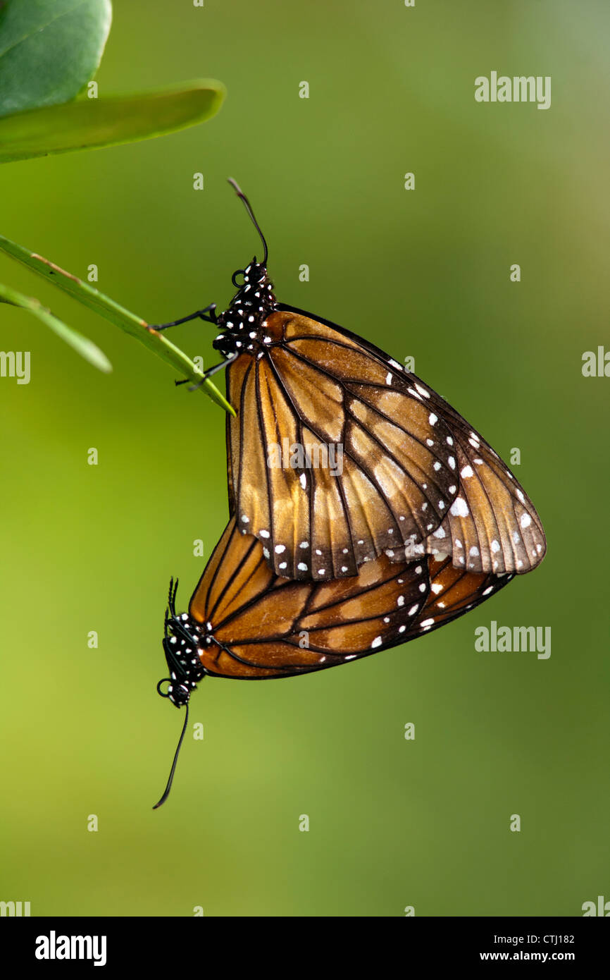 Soldier Butterflies Mating - Green Cay Wetlands - Boynton Beach ...