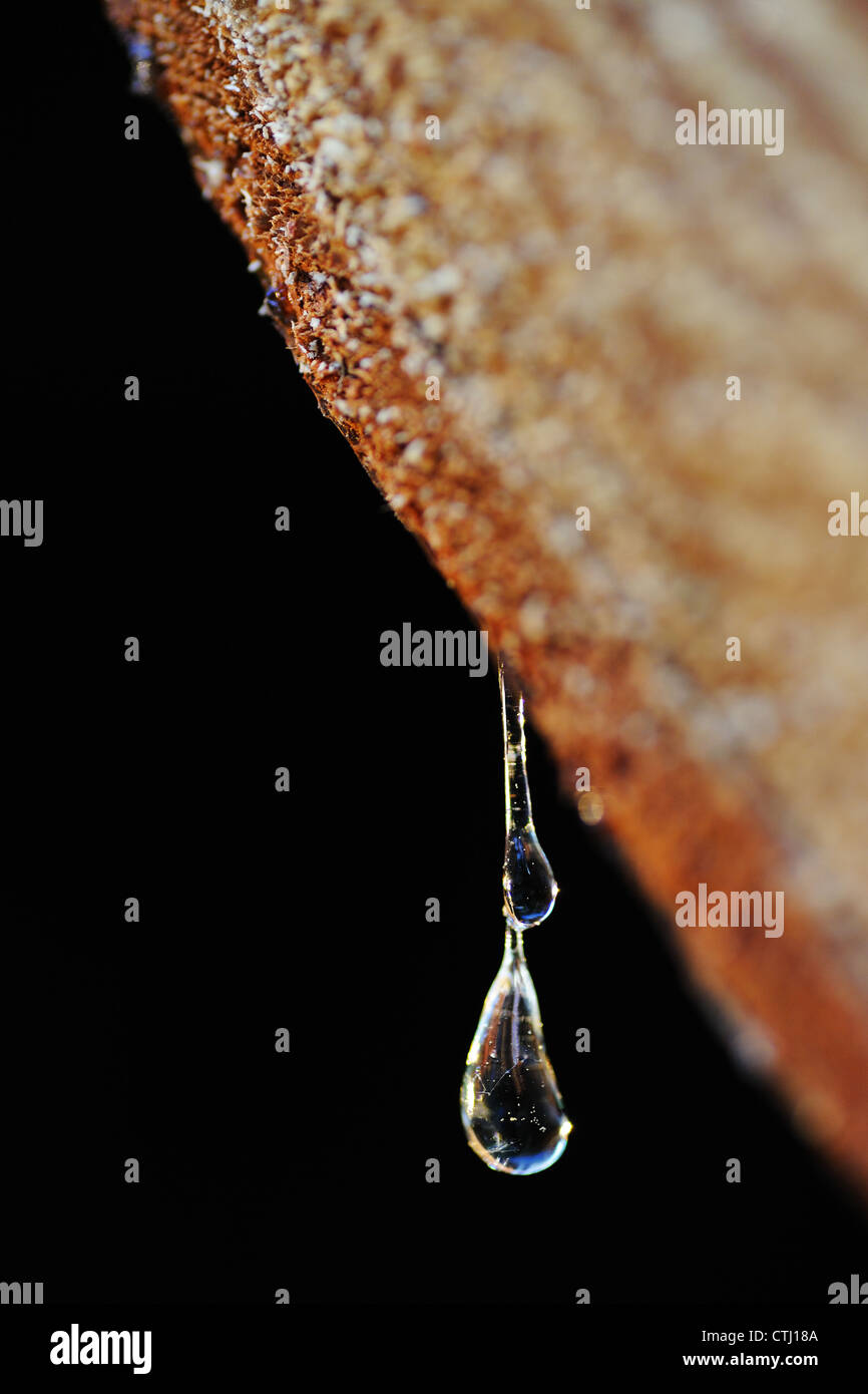 Drops of resin fall from a trunk in a pile of chopped wood Stock Photo ...