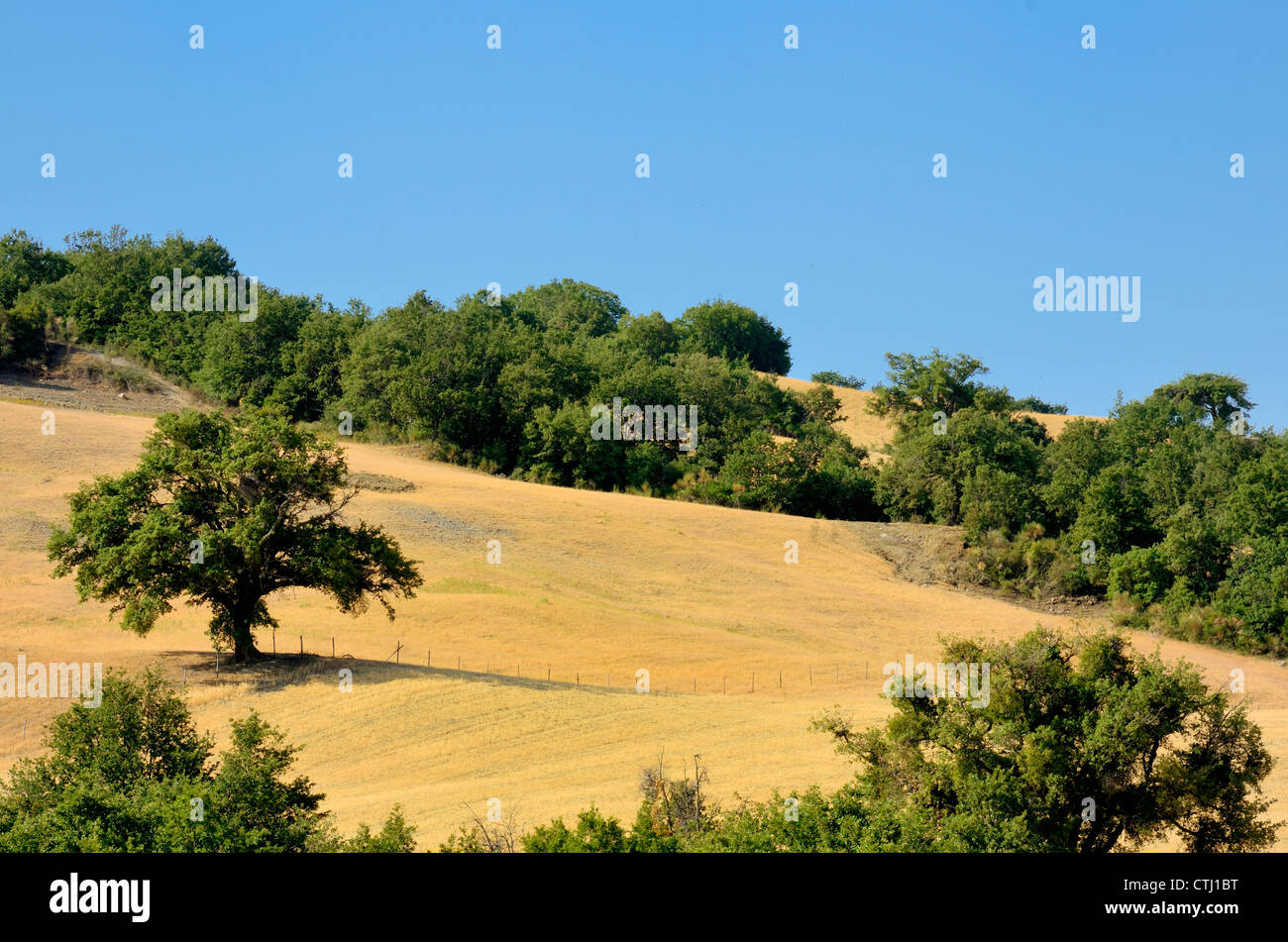 A country landscape in sumer time in Tuscany Stock Photo - Alamy