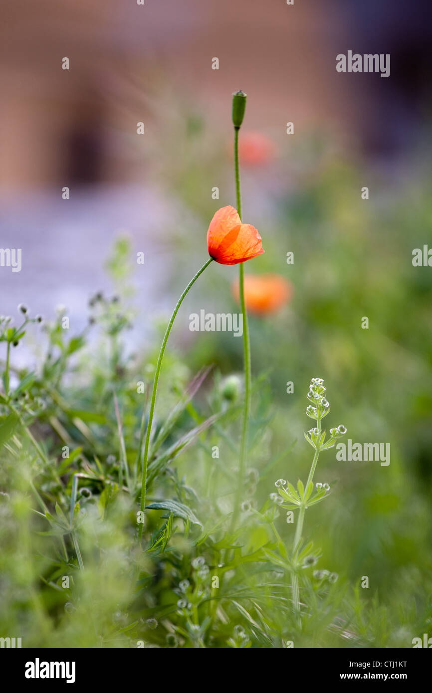 Small poppy hi-res stock photography and images - Alamy