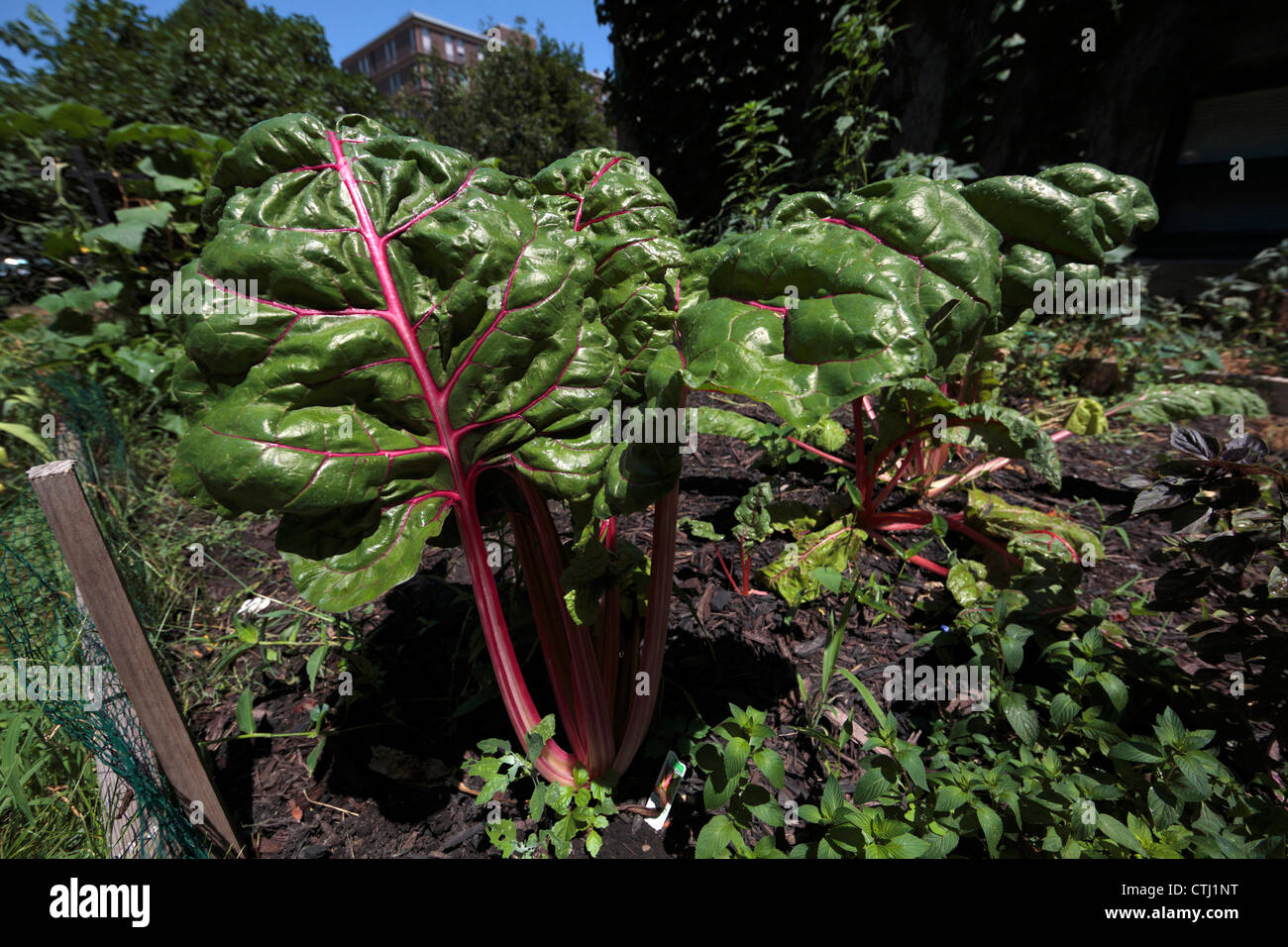 Swiss chard in a garden Stock Photo - Alamy