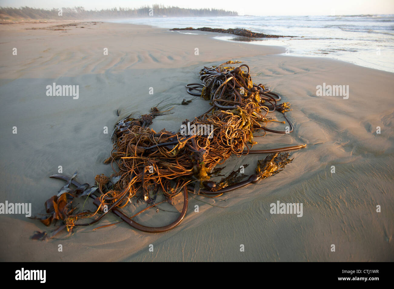 Kelp On Beach
