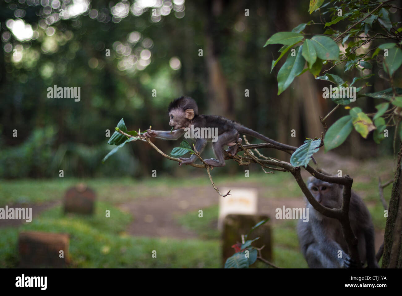 Exploring Monkey in Monkey forest Ubud Bali Stock Photo - Alamy
