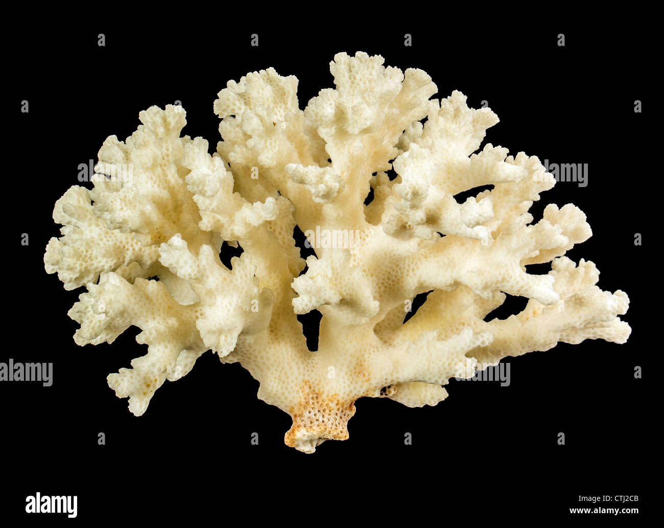 White corals black background hi-res stock photography and images - Alamy