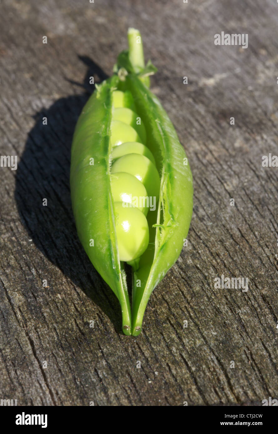 Single pea hi-res stock photography and images - Alamy