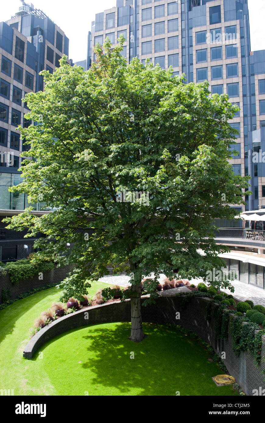 Large London Plane Tree in the gardens of the Museum of London Stock ...