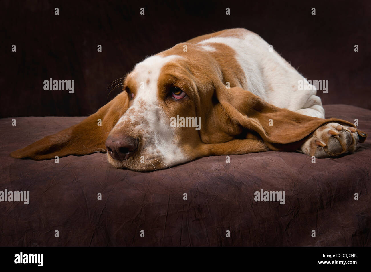 Basset Hound On Brown Muslin Backdrop Stock Photo - Alamy