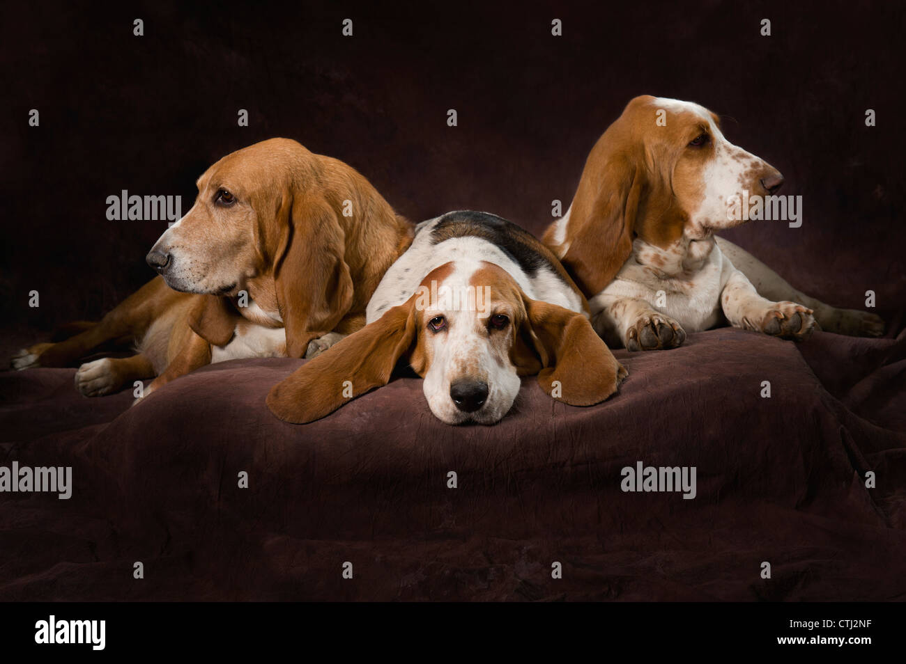 Three Basset Hound On Brown Muslin Backdrop Stock Photo - Alamy