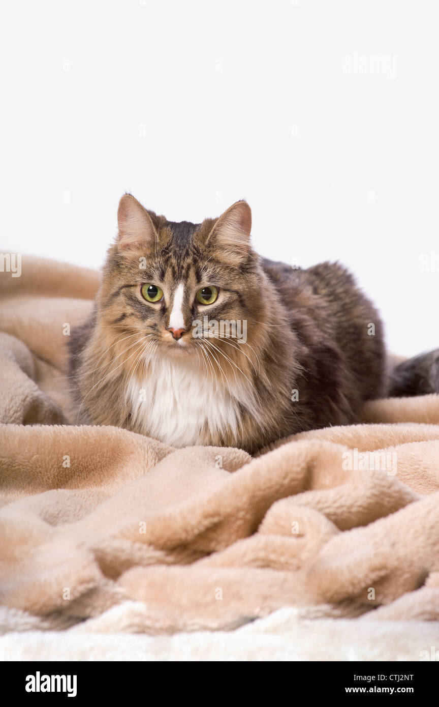 Tabby Cat On Beige Fur Blanket Stock Photo - Alamy