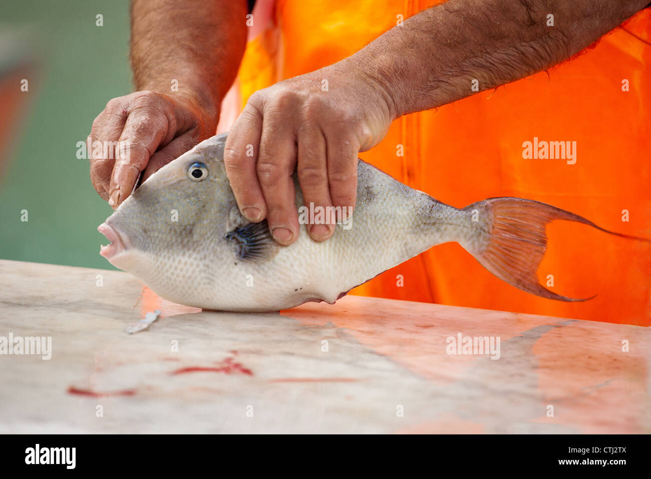 sea fish in hands of fisherman, closeup Stock Photo - Alamy