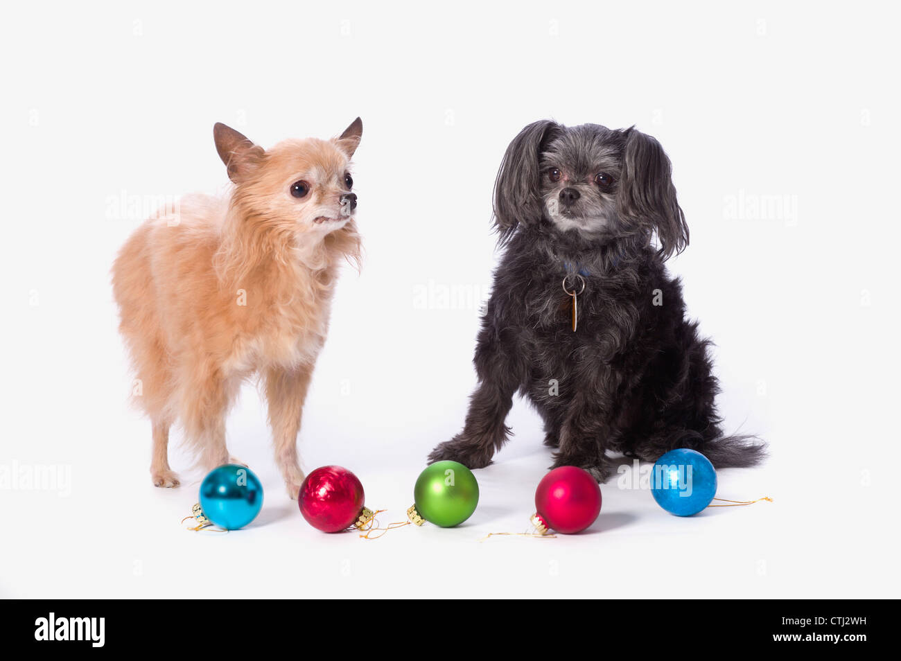 Two Small Dogs With Christmas Tree Ornaments On A White Background ...