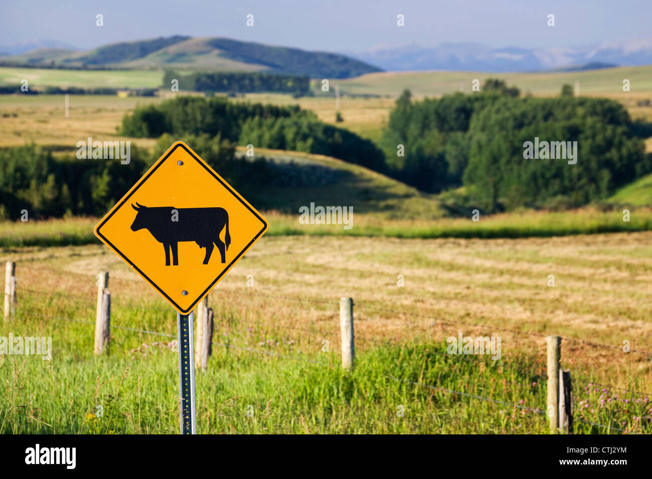 Cattle Road Sign With Fields And Rolling Hills In The Background ...