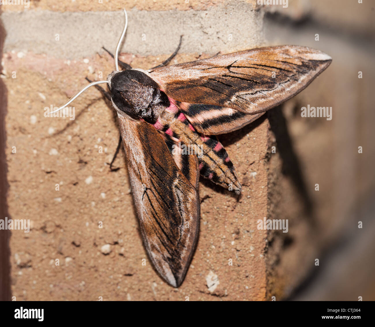 Pink hawk moth hi-res stock photography and images - Alamy