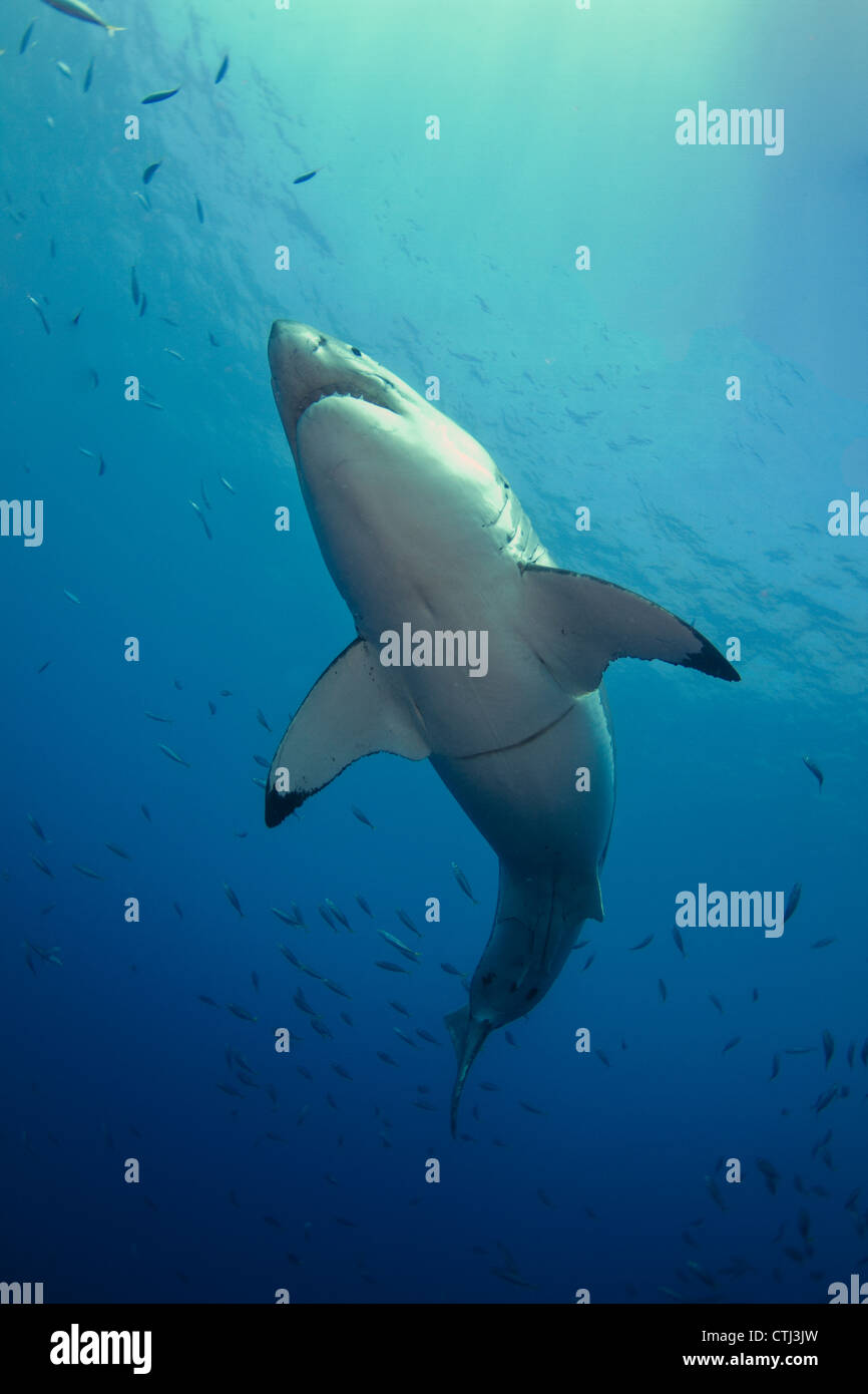 Male Great White Shark's belly. Guadalupe Island, Mexico Stock Photo ...