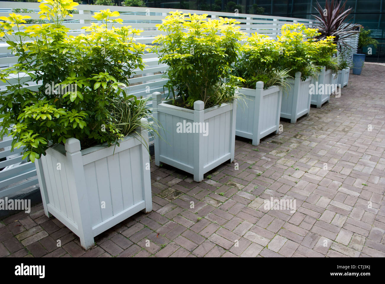Row of square wooden white-painted planters with green bushes and ...