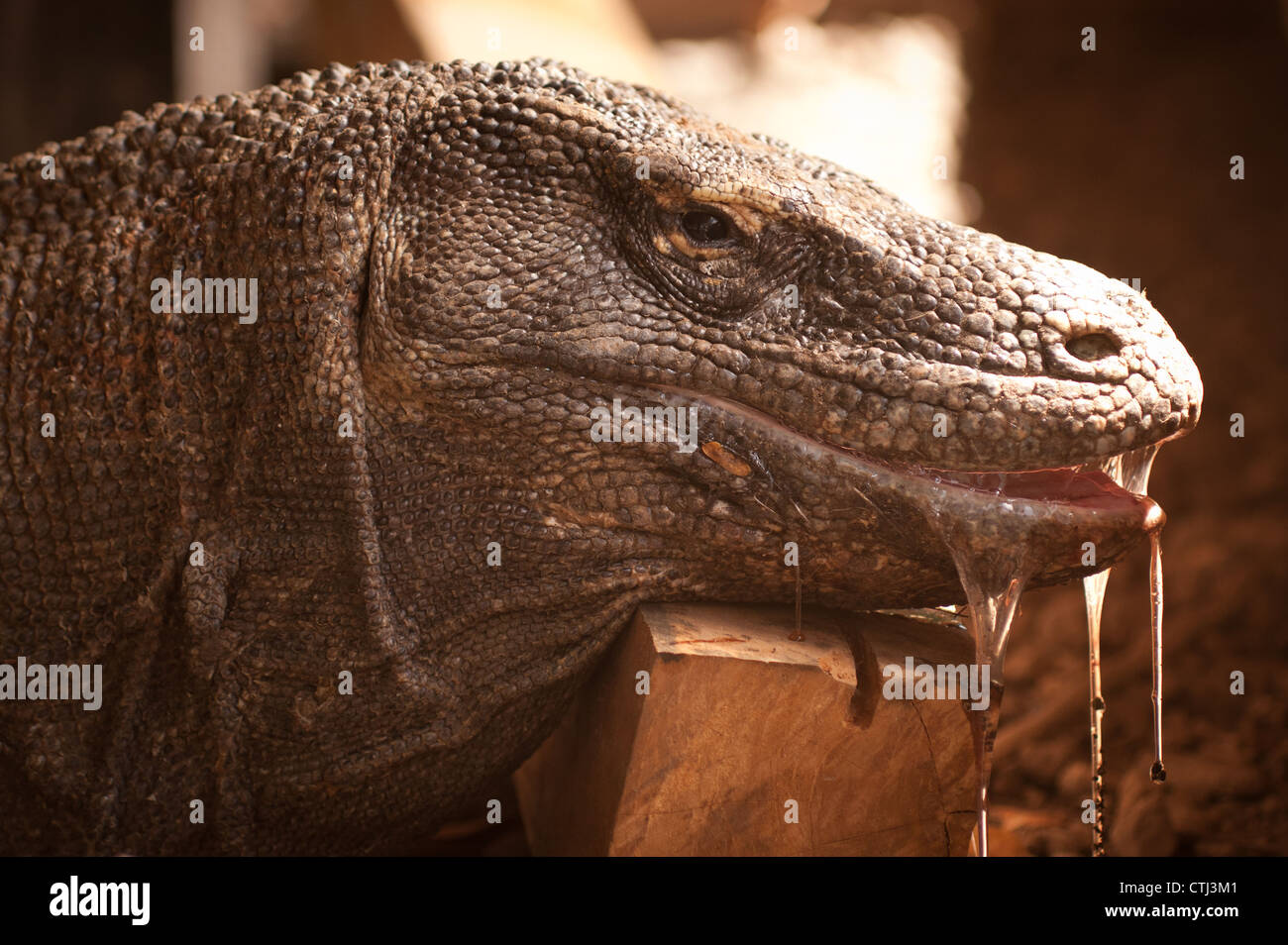A Komodo Dragon portrait taken near the Ranger Station on Komodo Island ...