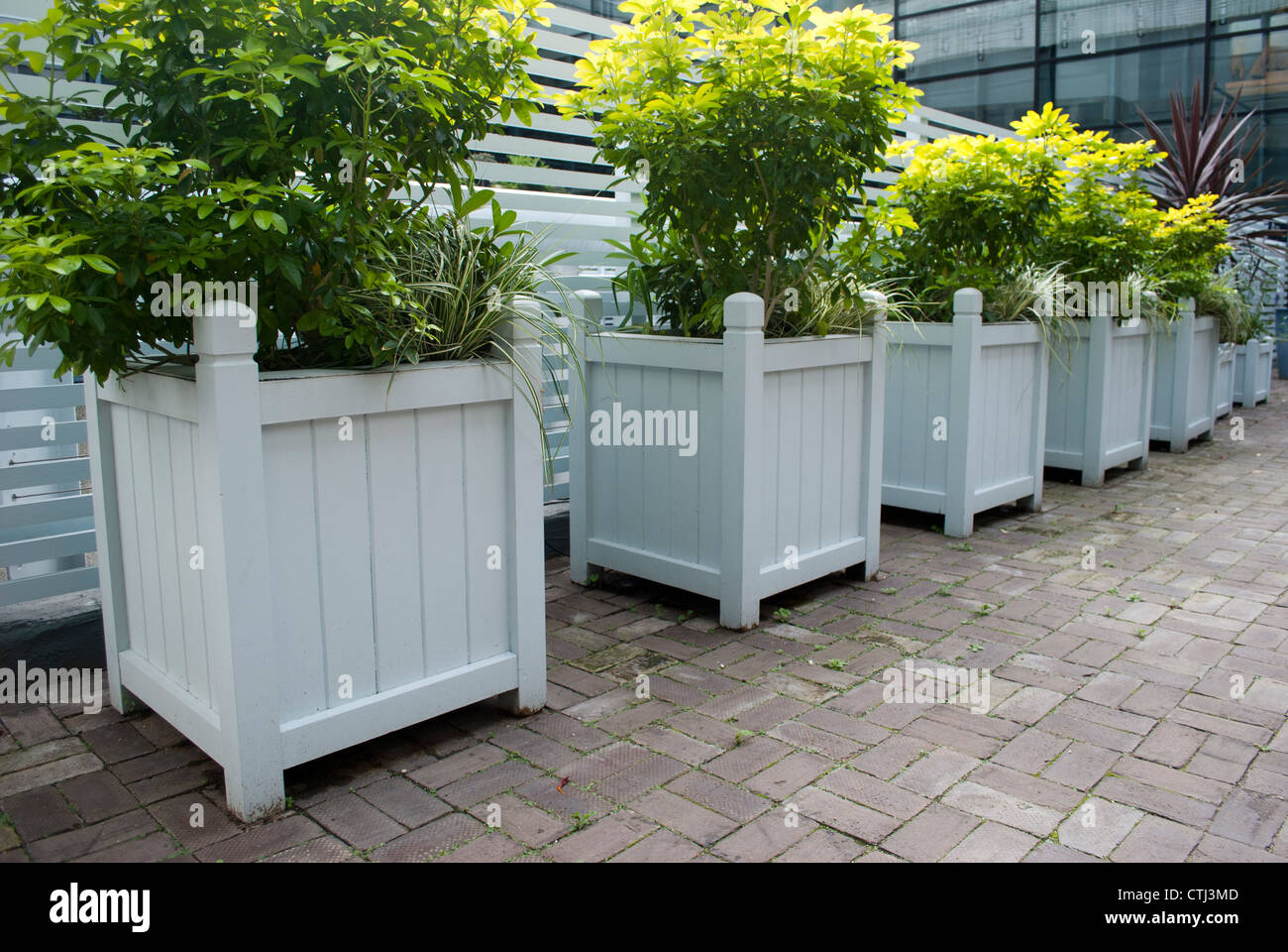 Row of square wooden white-painted planters with green bushes and ...
