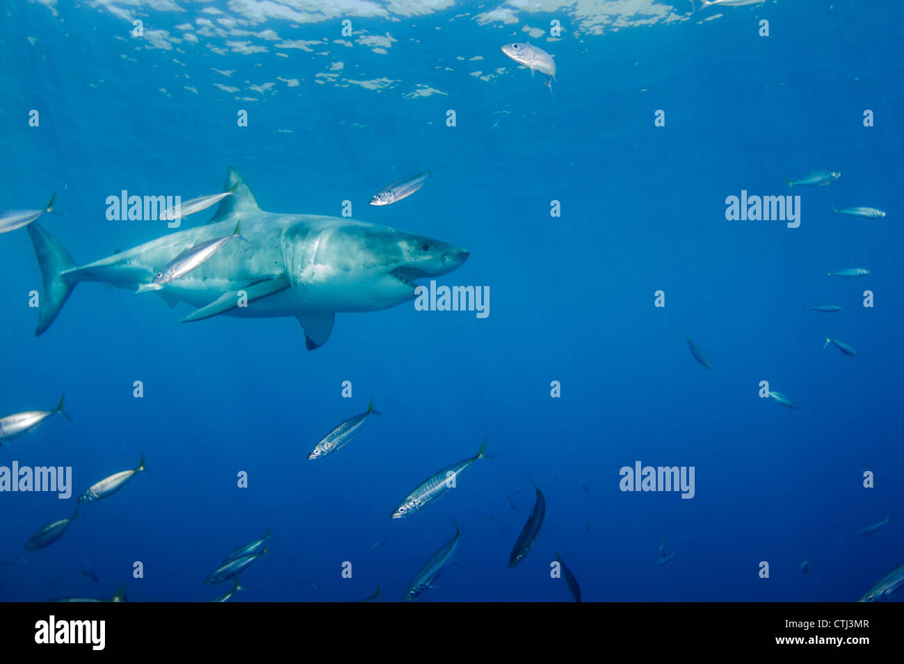 Male great white shark and bait fish. Guadalupe Island, Mexico Stock ...