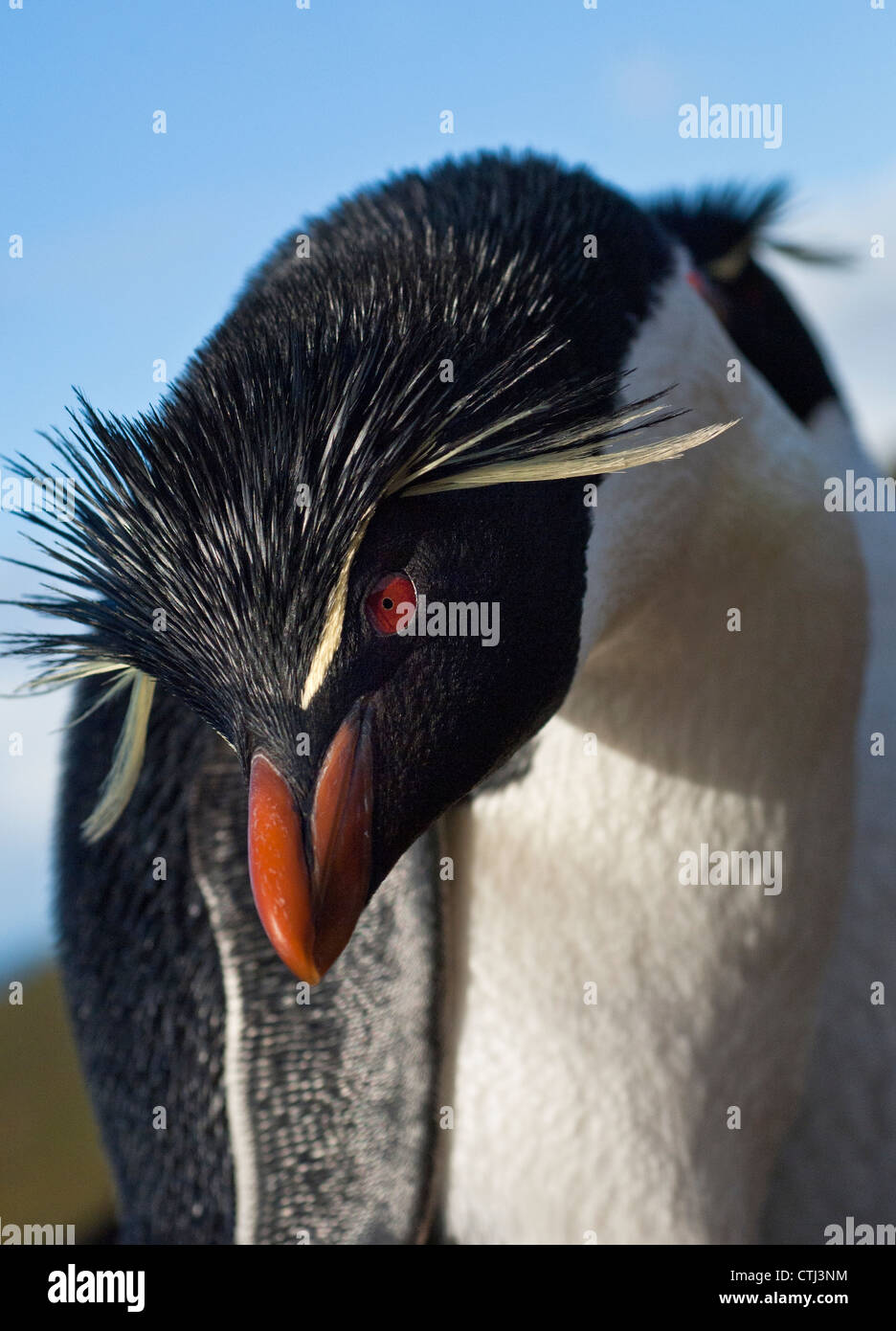 Penguin Staring Camera High Resolution Stock Photography and Images - Alamy