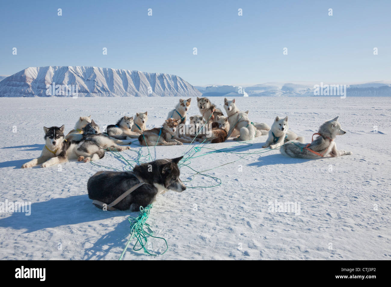 Inuit dog team hi-res stock photography and images - Alamy