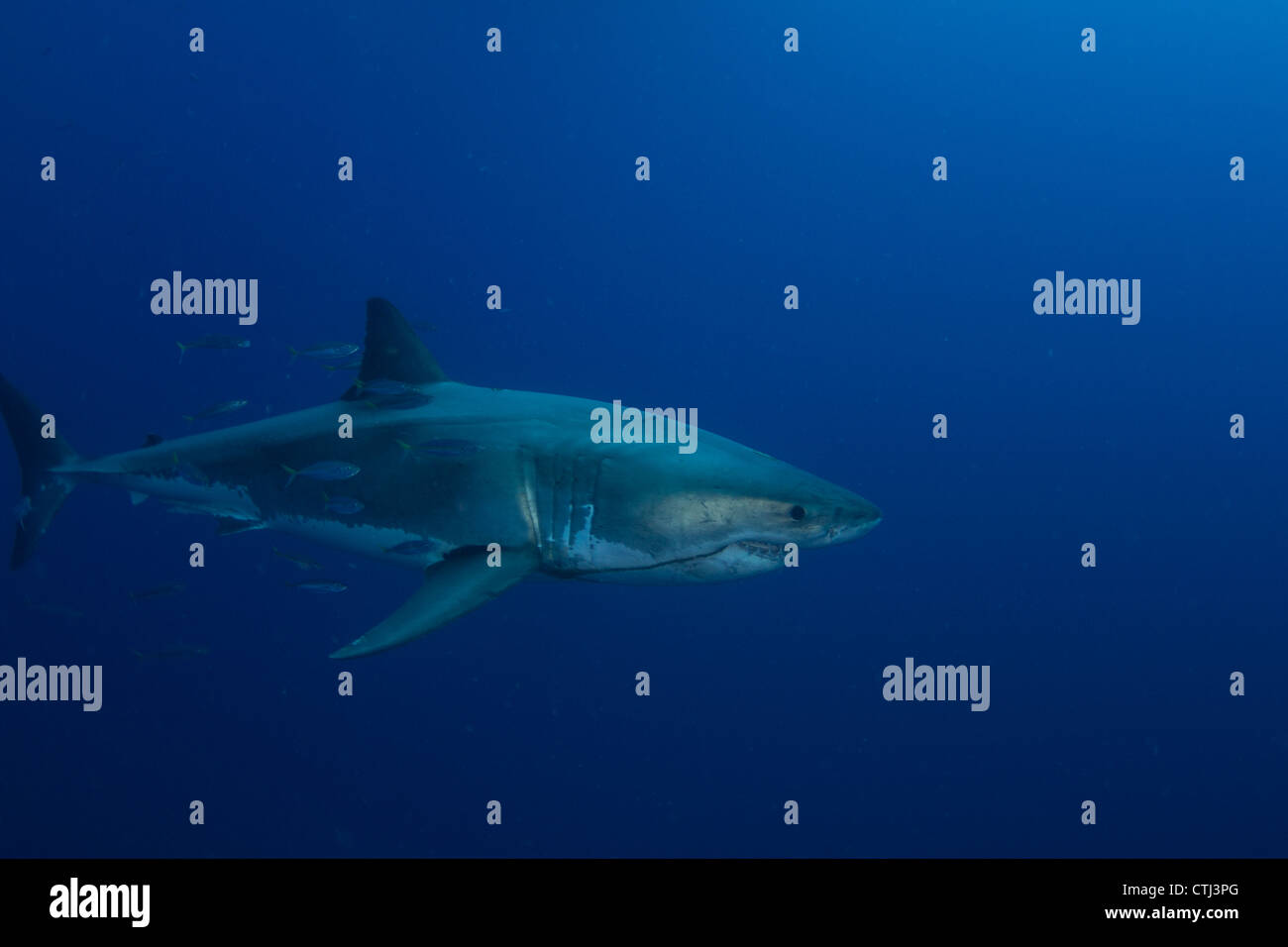 Male great white shark. Guadalupe Island, Mexico Stock Photo - Alamy