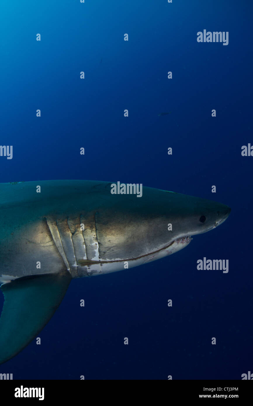 Male great white shark. Guadalupe Island, Mexico Stock Photo - Alamy