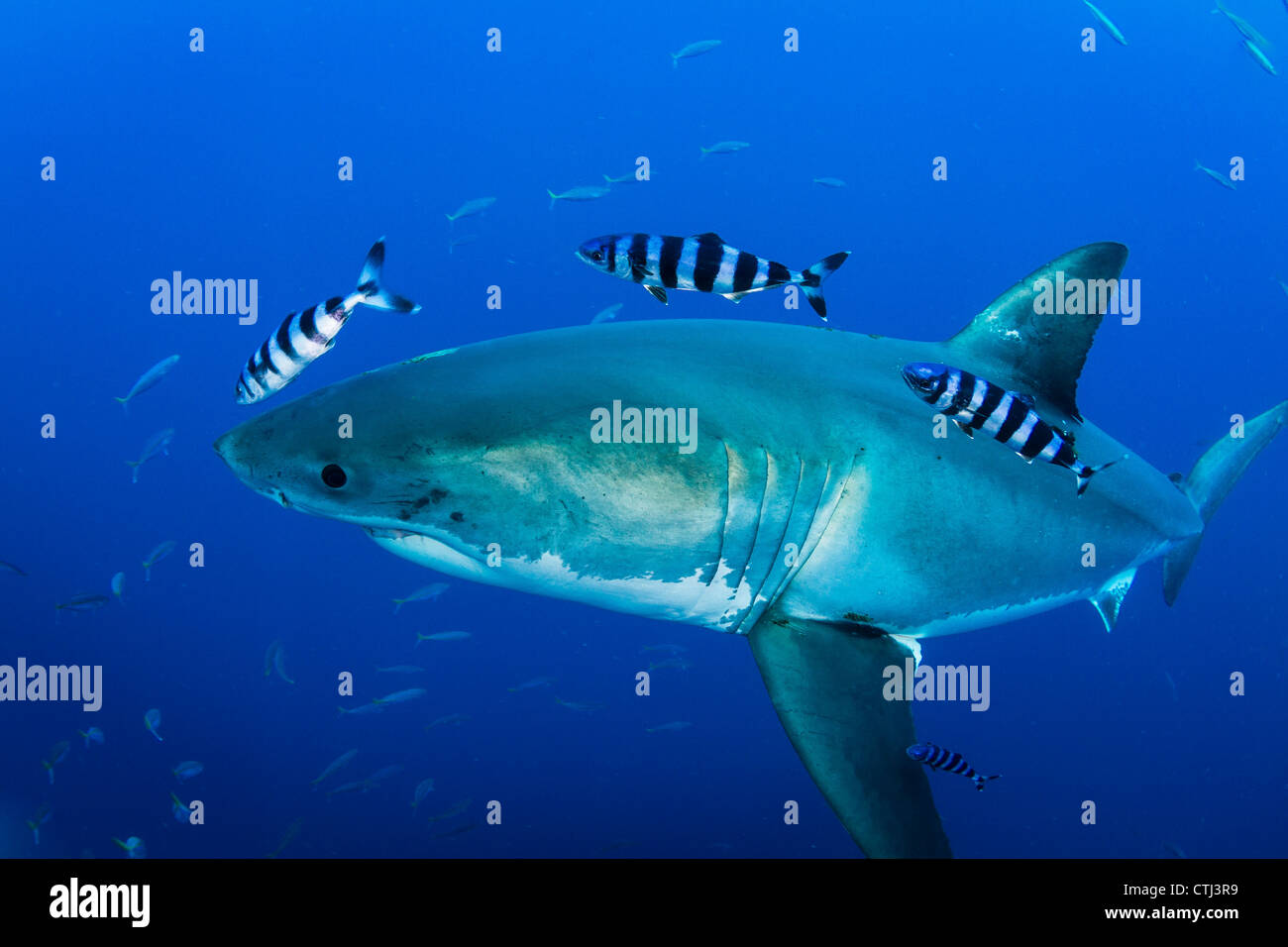 Male great white shark and pilot fish. Guadalupe Island, Mexico Stock ...
