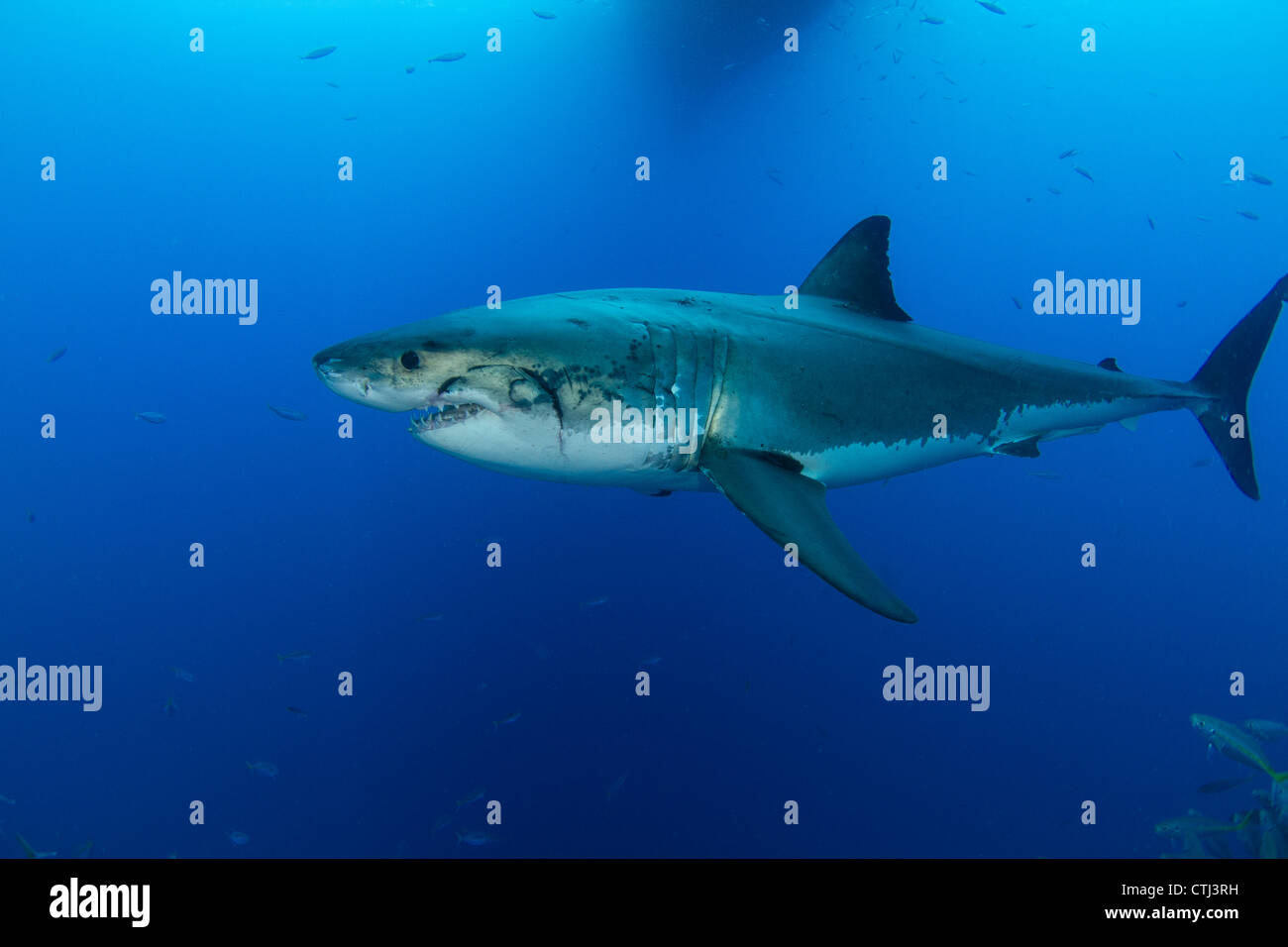 Male great white shark. Guadalupe Island, Mexico Stock Photo - Alamy