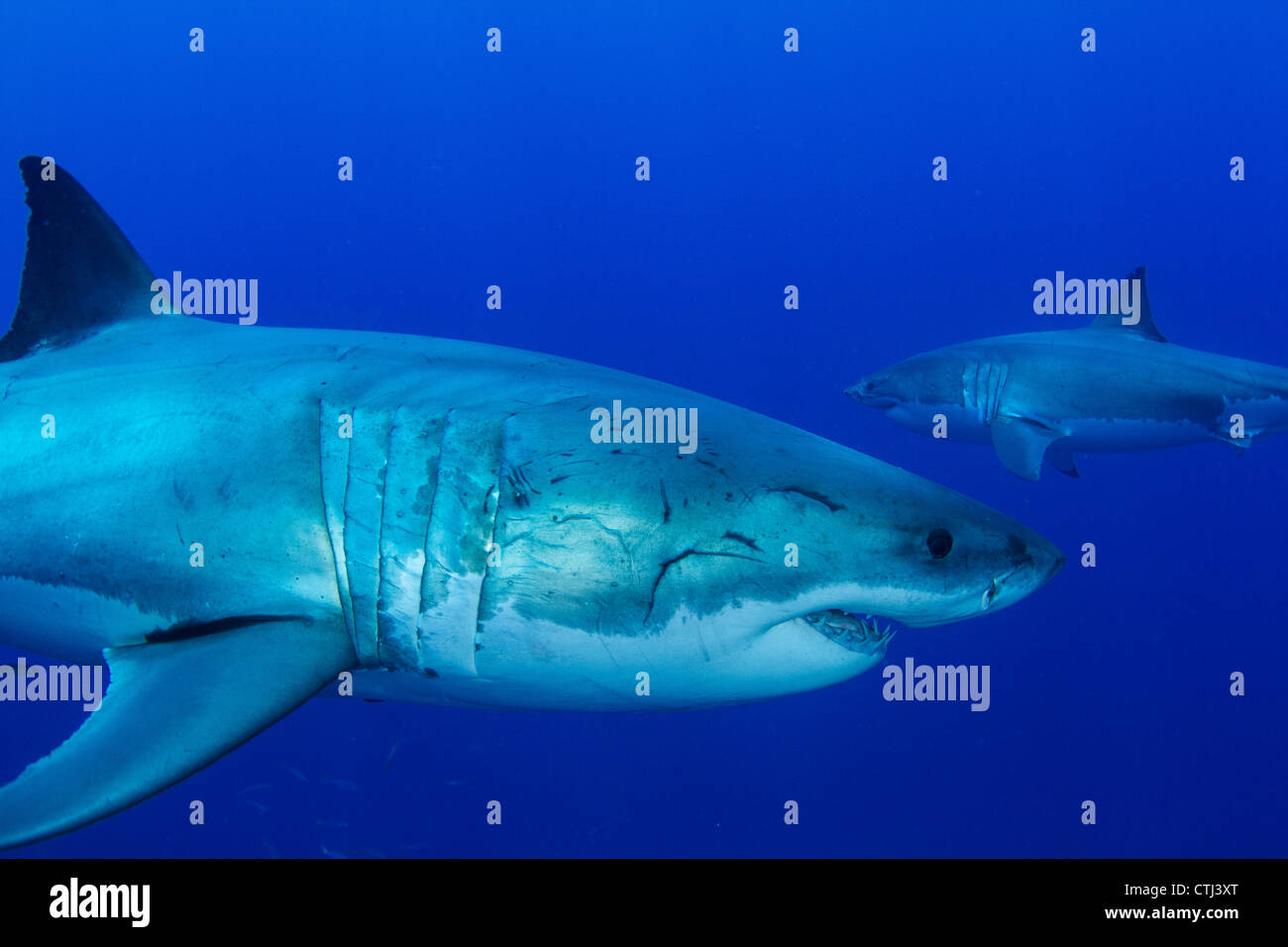 Pair of male great white sharks. Guadalupe Island, Mexico Stock Photo ...