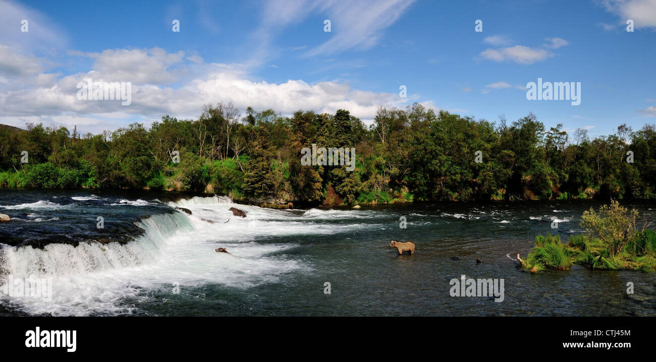 Panorama of Brooks Falls, where brown bears gather to fish for salmons ...