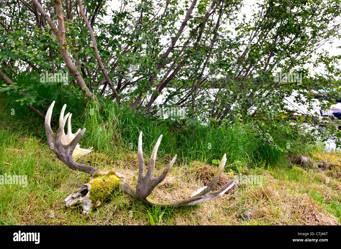 A rack of moose antler laying in grass. Katmai National Park and ...