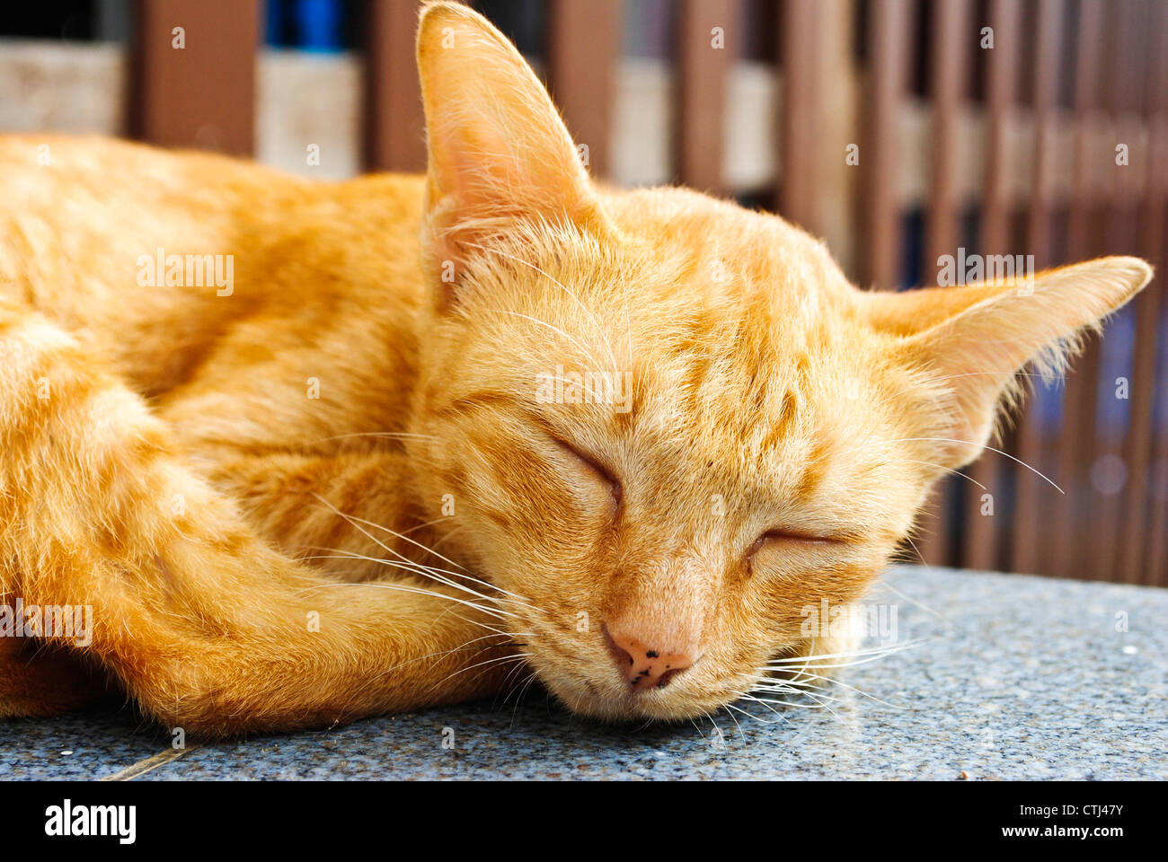 sleeping yellow cat Stock Photo - Alamy