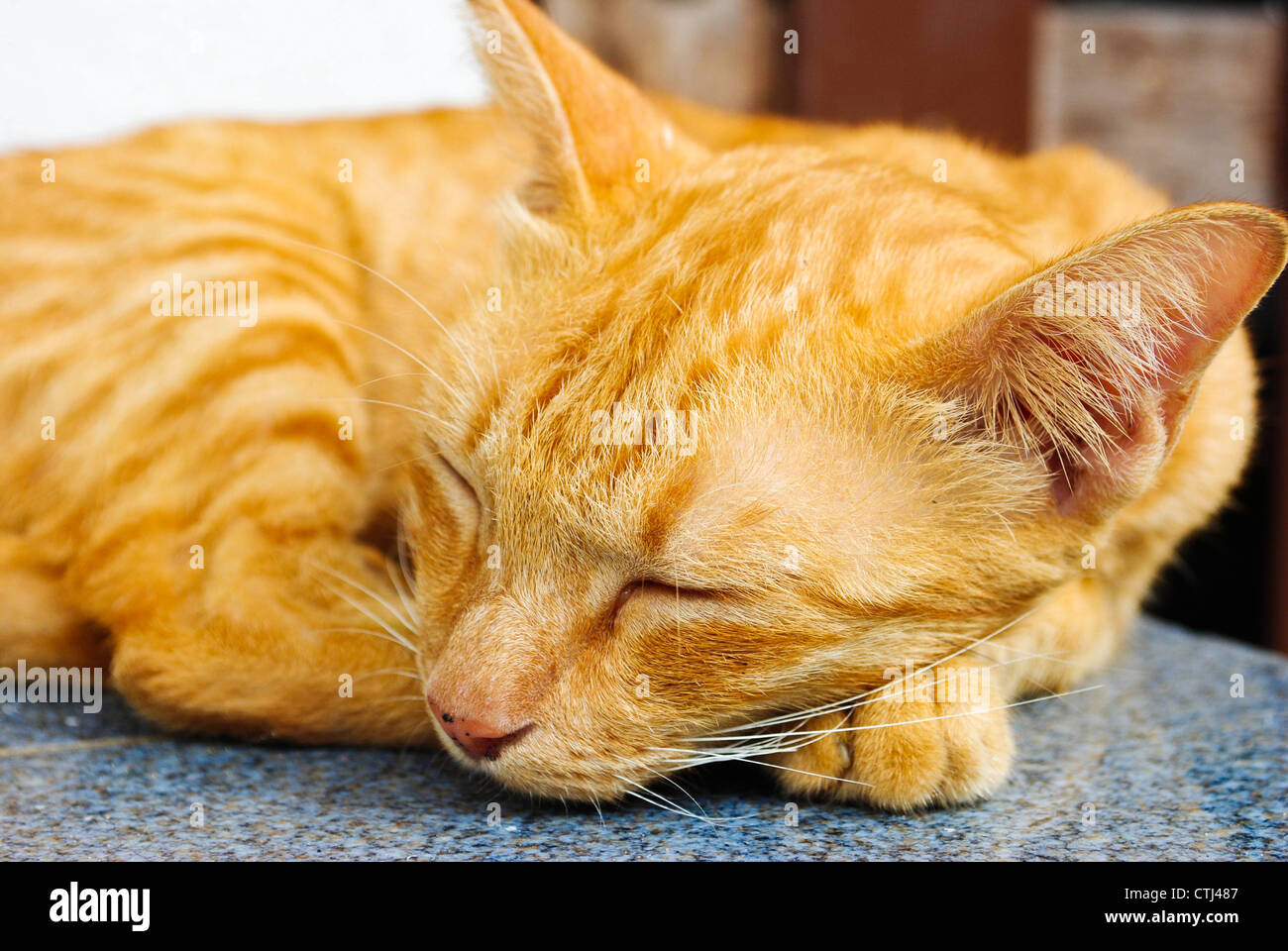 sleeping yellow cat Stock Photo - Alamy
