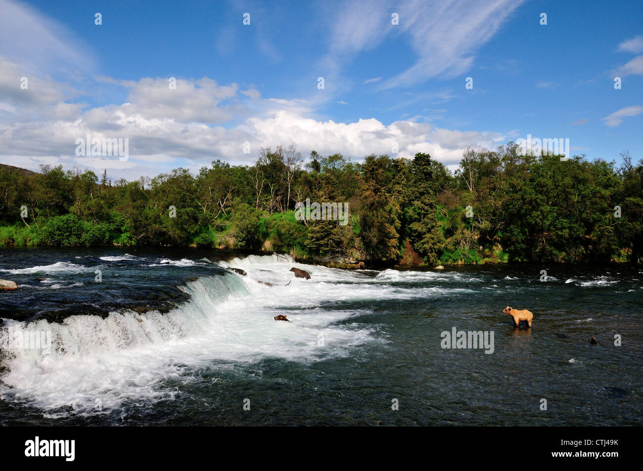 Gathering of bears hi-res stock photography and images - Alamy