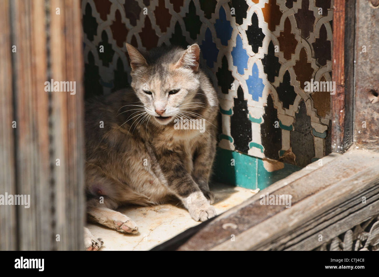 cat in the sunlight at the Medersa Bou Inania in ancient Fez, Morocco ...