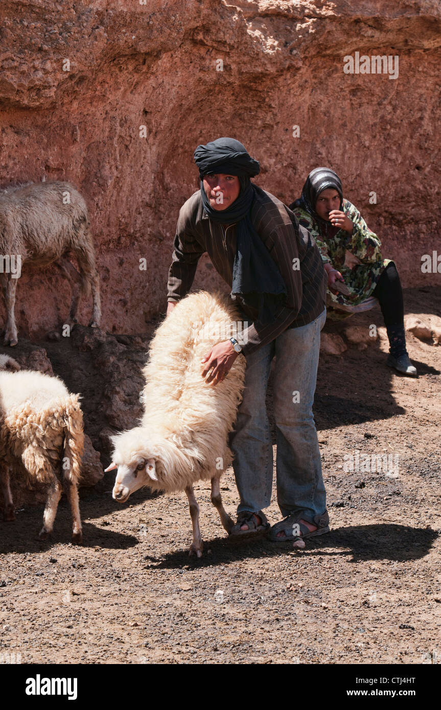 sheep roundup in the Southern Atlas Mountains, Morocco Stock Photo - Alamy