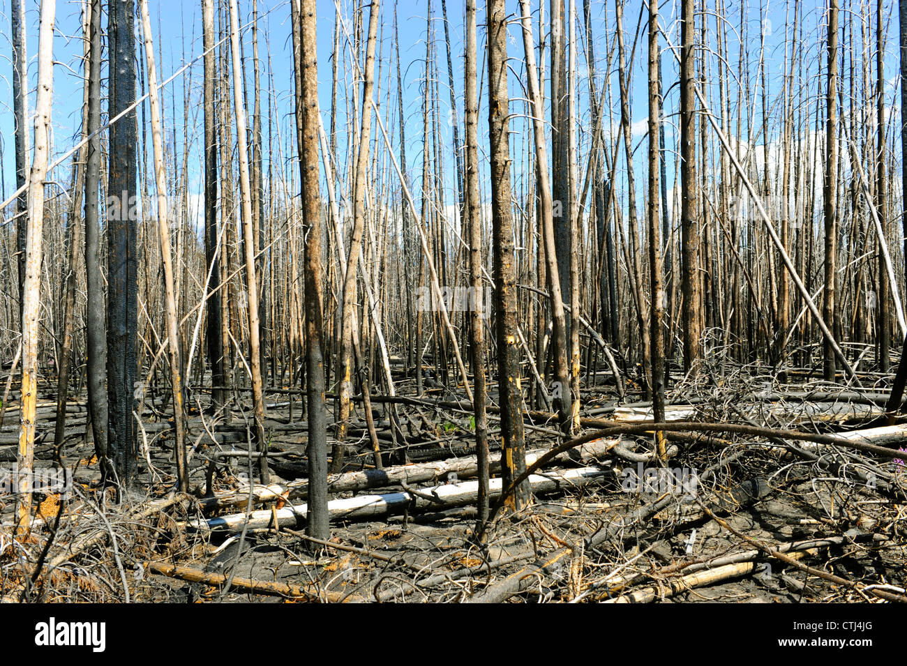 Yellowstone Fire Disaster High Resolution Stock Photography and Images ...