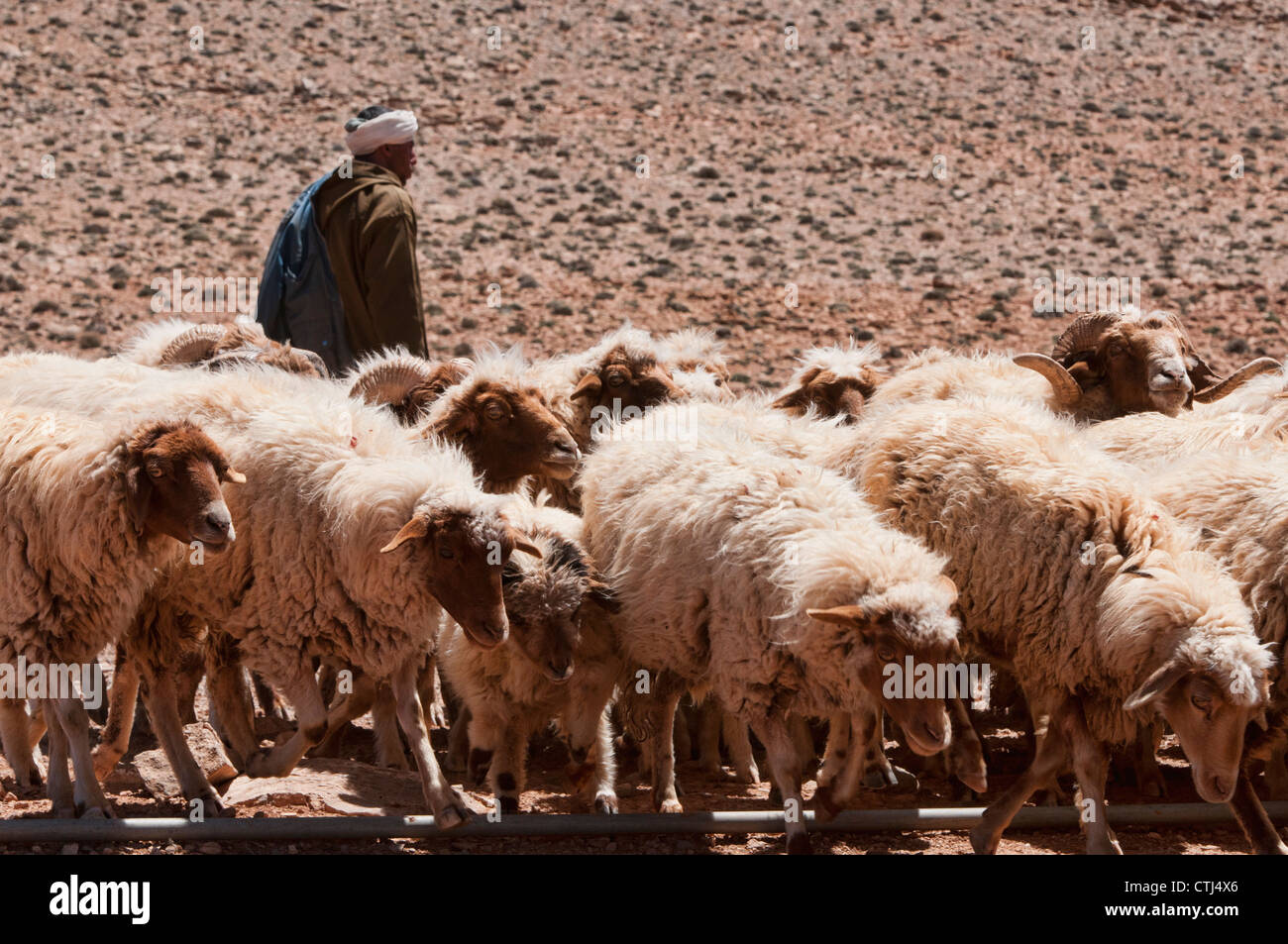 a Berber shepherd and his flock in the Southern Atlas Mountains ...