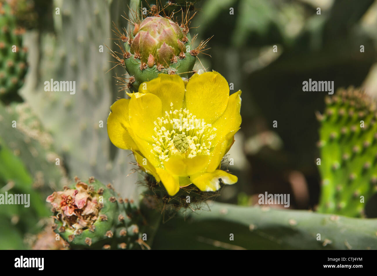 prickly pear or Barbary fig (opuntia ficus) growing at an oasis in the ...